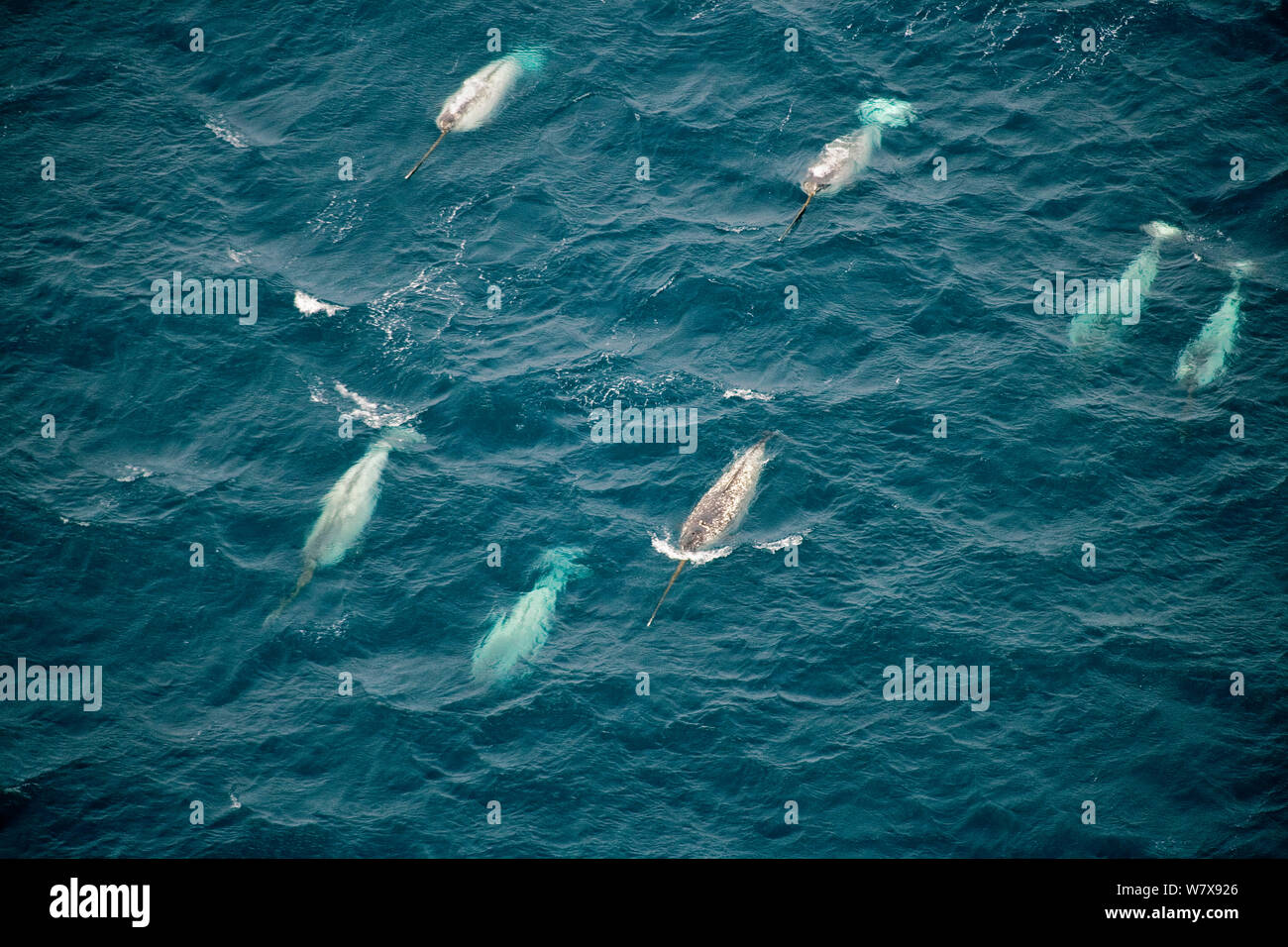 Narwhal hi-res stock photography and images - Alamy
