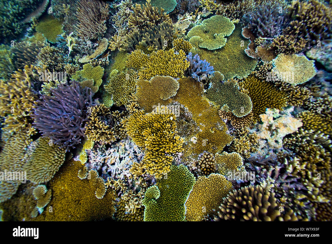 Coral reef with Tables corals (Acropora ) New Caledonia. Pacific Ocean ...
