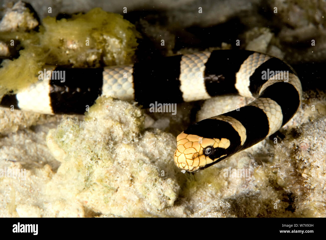 Close-up of a Banded sea snake / Banded sea krait (Laticauda colubrina ...