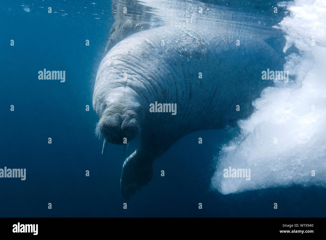 Walrus (Odobenus rosmarus) female at the surface protecting her calf ...