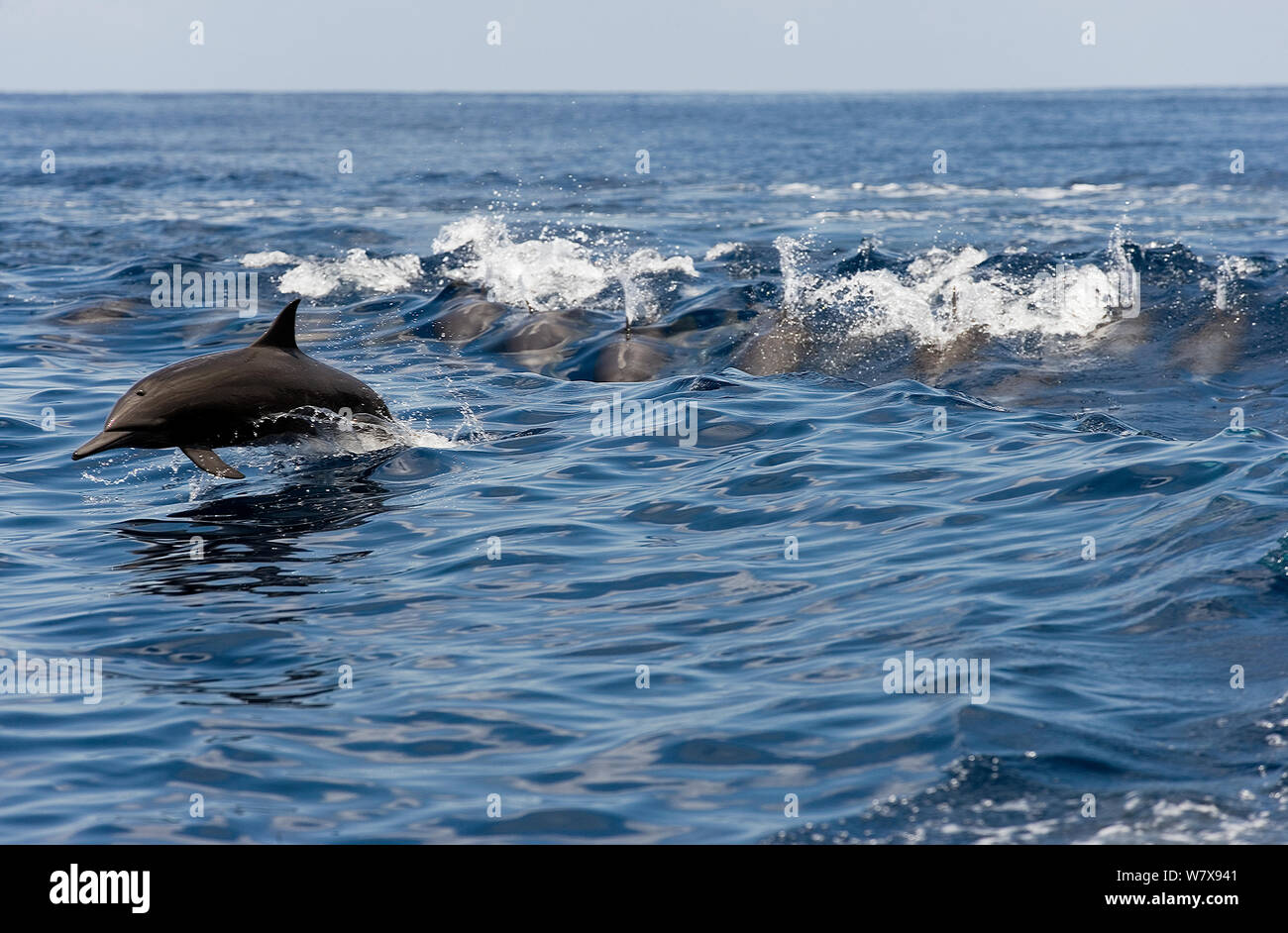 Group of Spinner dolphins (Stenella longirostris centroamericana ...