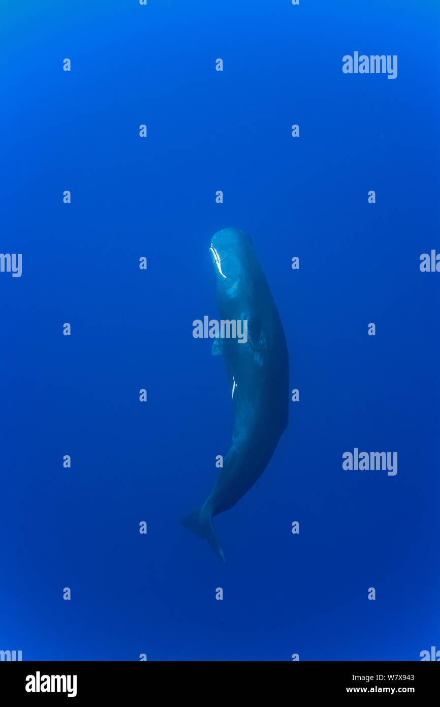 Sperm whale (Physeter macrocephalus) swimming up to surface, Guadeloupe Island, Mexico ...