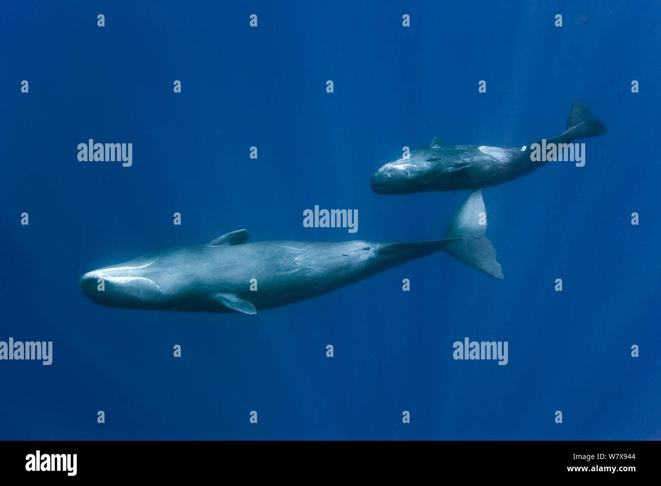 Sperm Whale Physeter Macrocephalus Physeteridae Mammalia High Resolution Stock Photography and ...