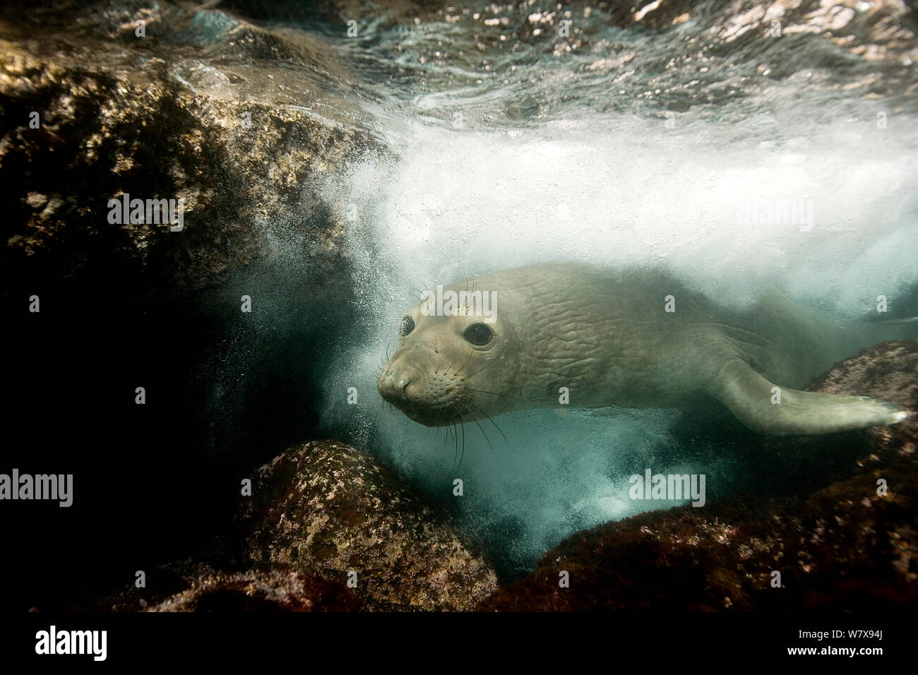 Mirounga angustirostris underwater hi-res stock photography and images ...