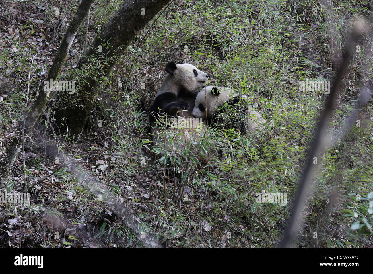 Foping nature reserve hi-res stock photography and images - Alamy