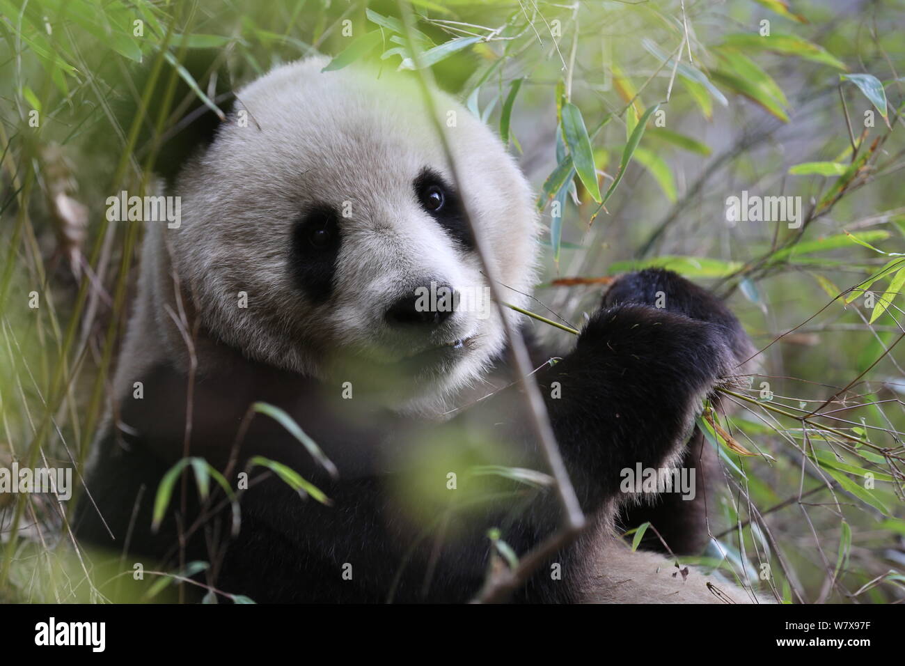 A wild mother giant panda eats bamboo at Qingling Foping Giant Panda ...