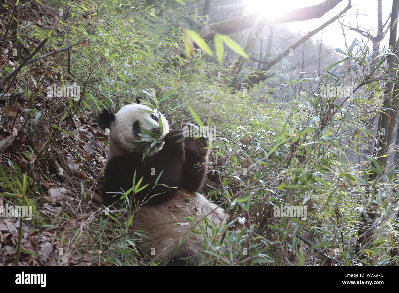 A wild mother giant panda eats bamboo at Qingling Foping Giant Panda ...