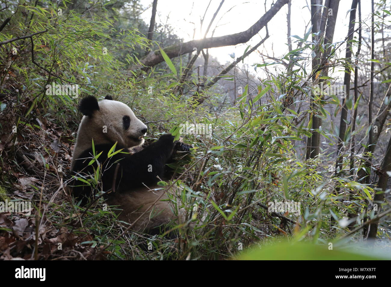 A wild mother giant panda eats bamboo at Qingling Foping Giant Panda ...