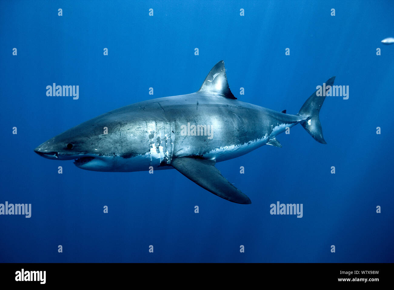 Great White Shark Side View Outline