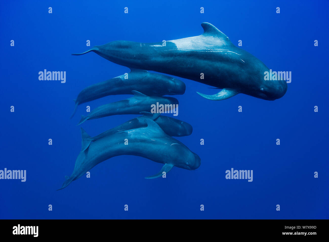 Globicephala macrorhynchus calves hi-res stock photography and images ...