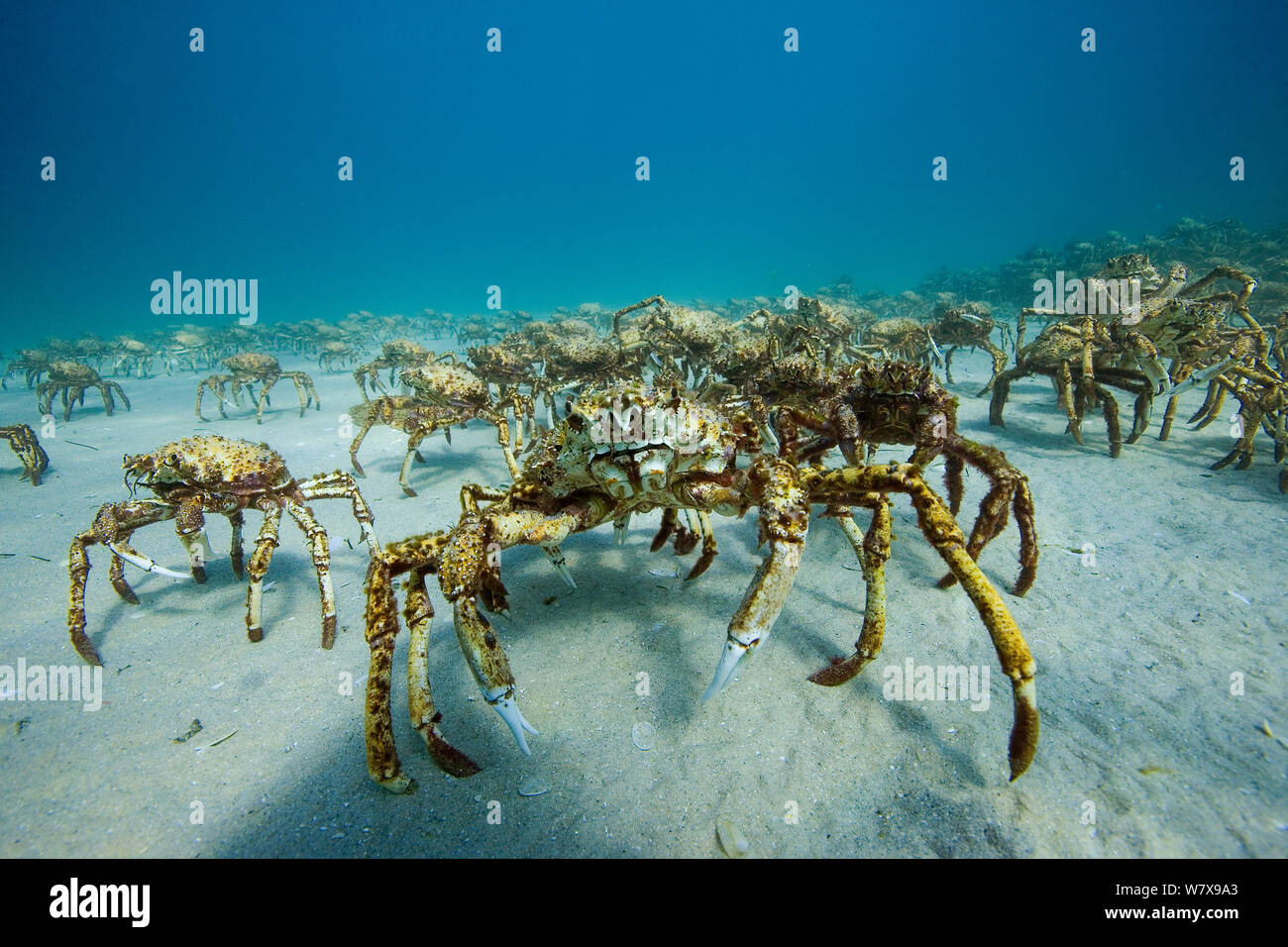 Spider crab aggregation hi-res stock photography and images - Alamy