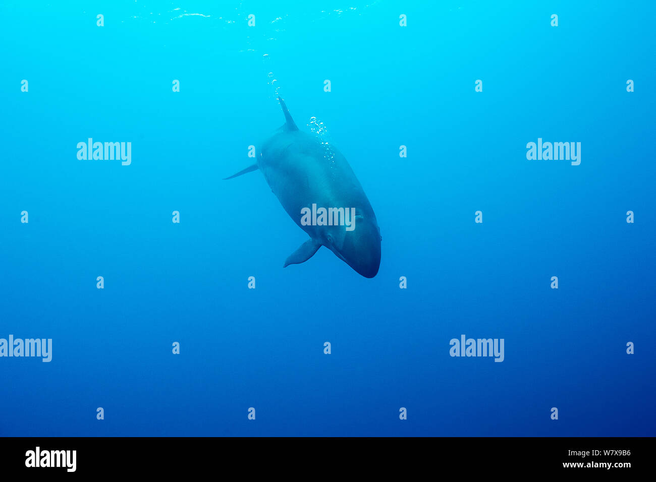 False killer whale (Pseudorca crassidens) in open water, Three Kings ...