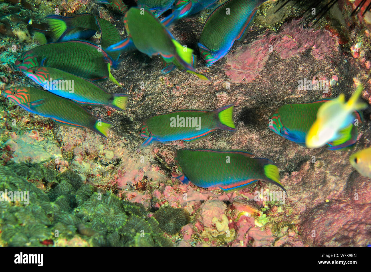 Moon wrasse fish hi-res stock photography and images - Alamy