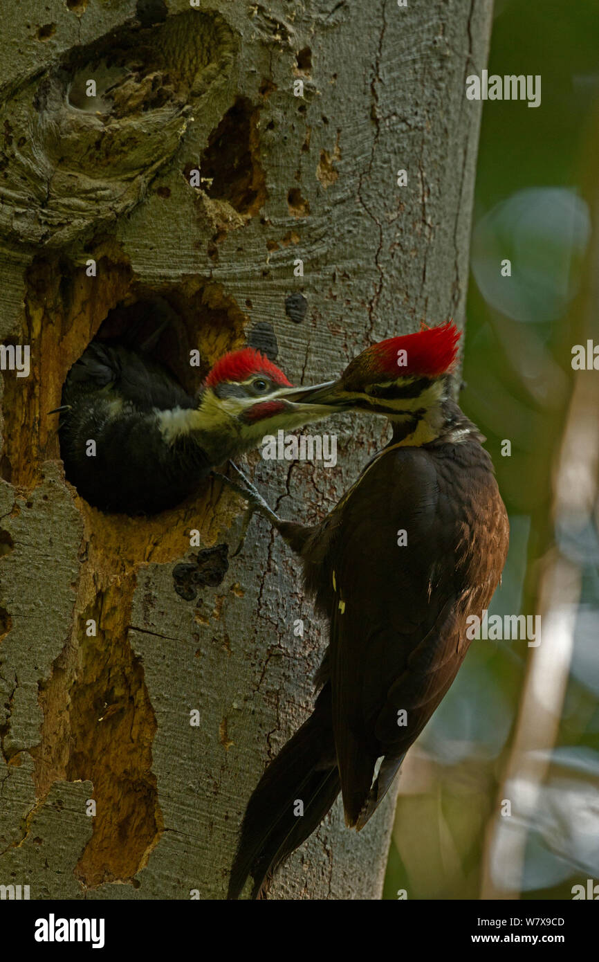 Juvenile pileated woodpecker hi-res stock photography and images - Alamy