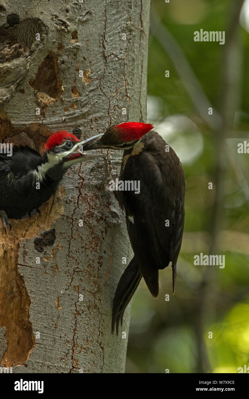Pileated woodpecker juvenile hi-res stock photography and images - Alamy