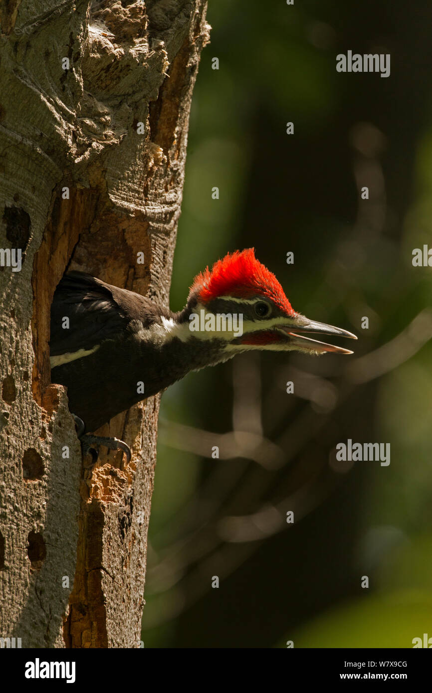 Pileated woodpecker juvenile hi-res stock photography and images - Alamy