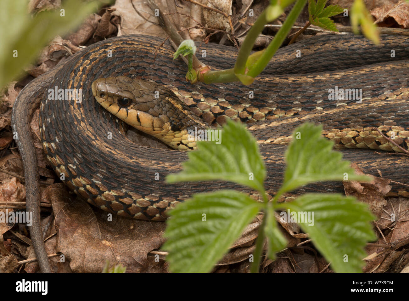 Common garter snake (Thamnophis sirtalis) Pennsylvania, USA, May Stock ...