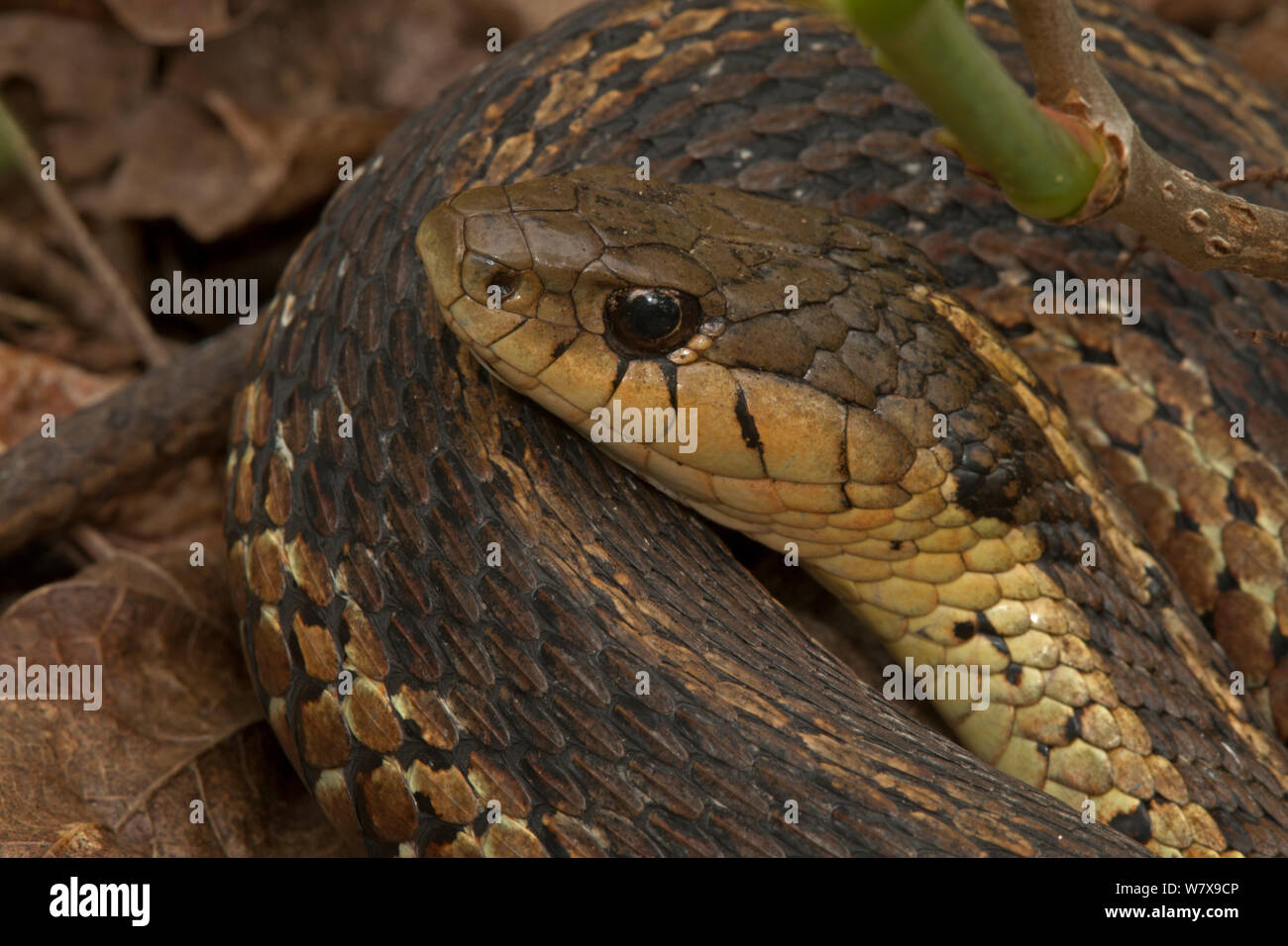 Common garter snake (Thamnophis sirtalis) Pennsylvania, USA, May Stock ...