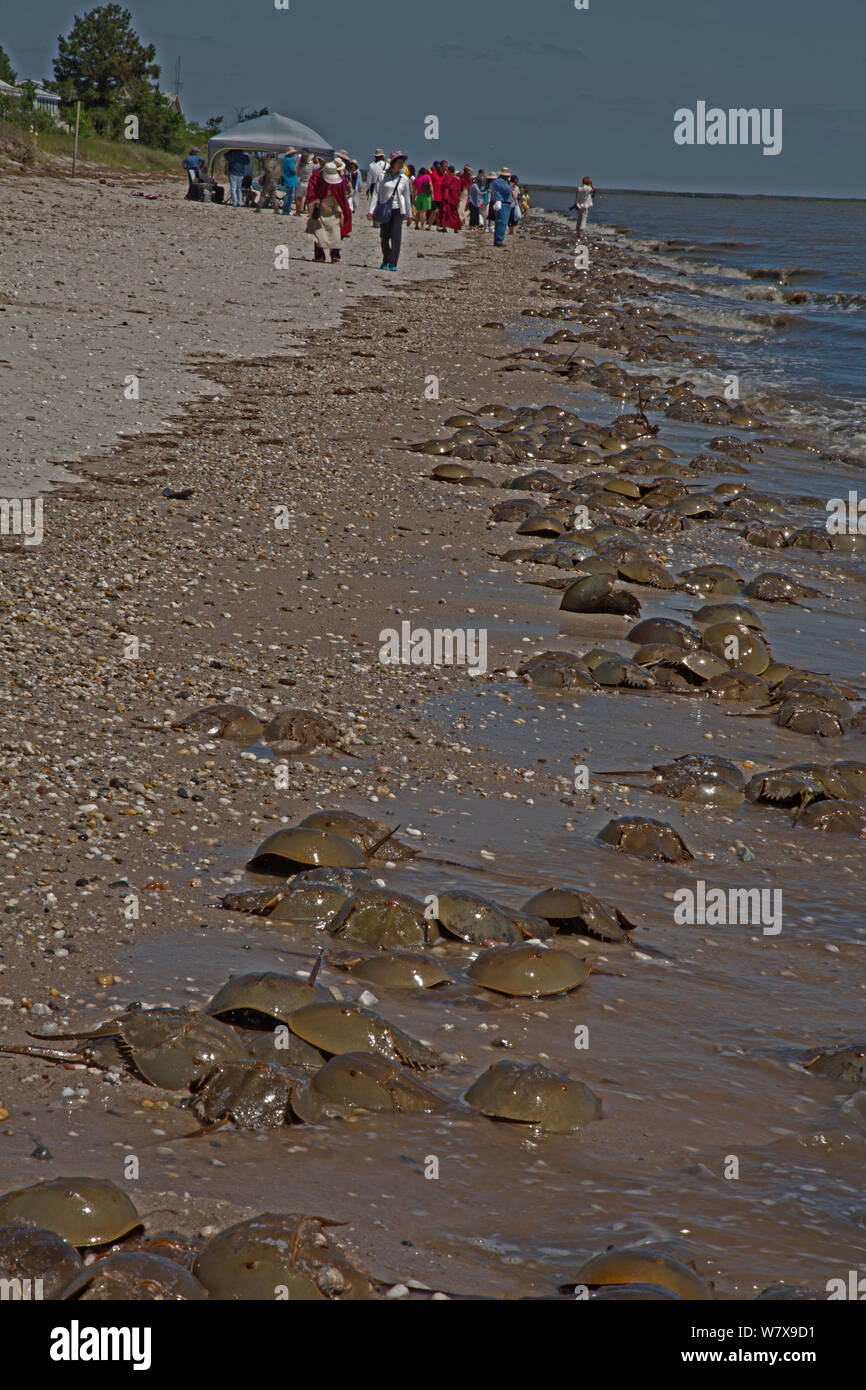 Atlantic horseshoe crabs (Limulus polyphemus) spawning, Delaware Bay ...