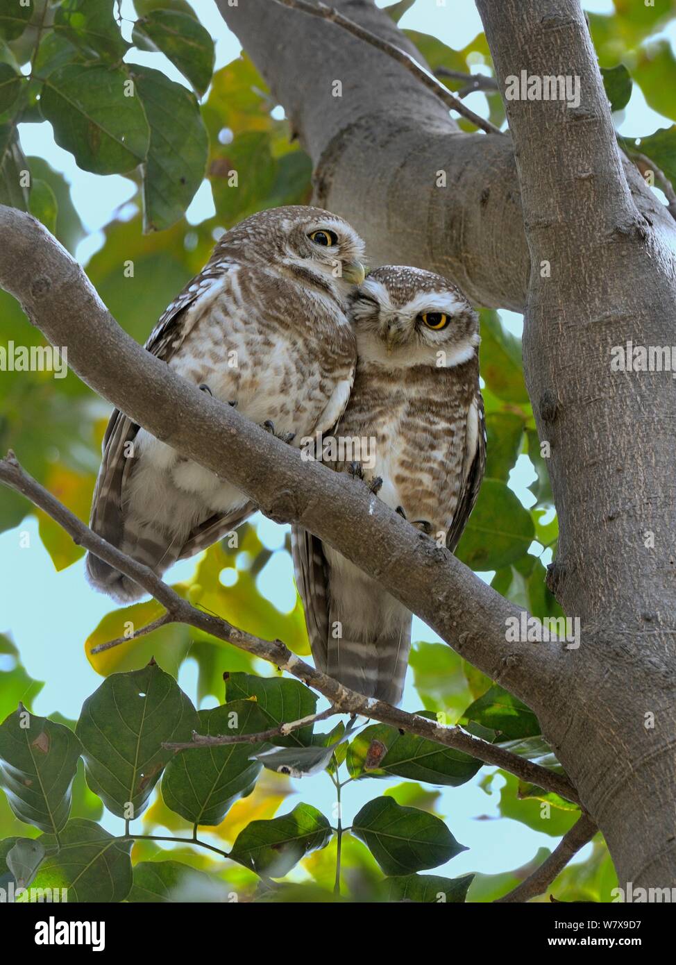 Indian spotted owl hi-res stock photography and images - Alamy