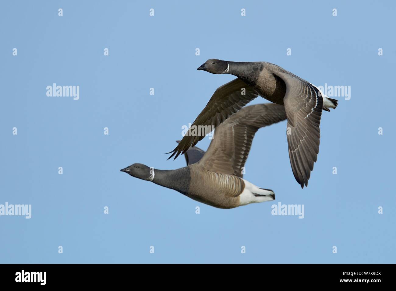 Brant geese (Branta bernicla) in flight, Ile de Re, Charentes, France ...