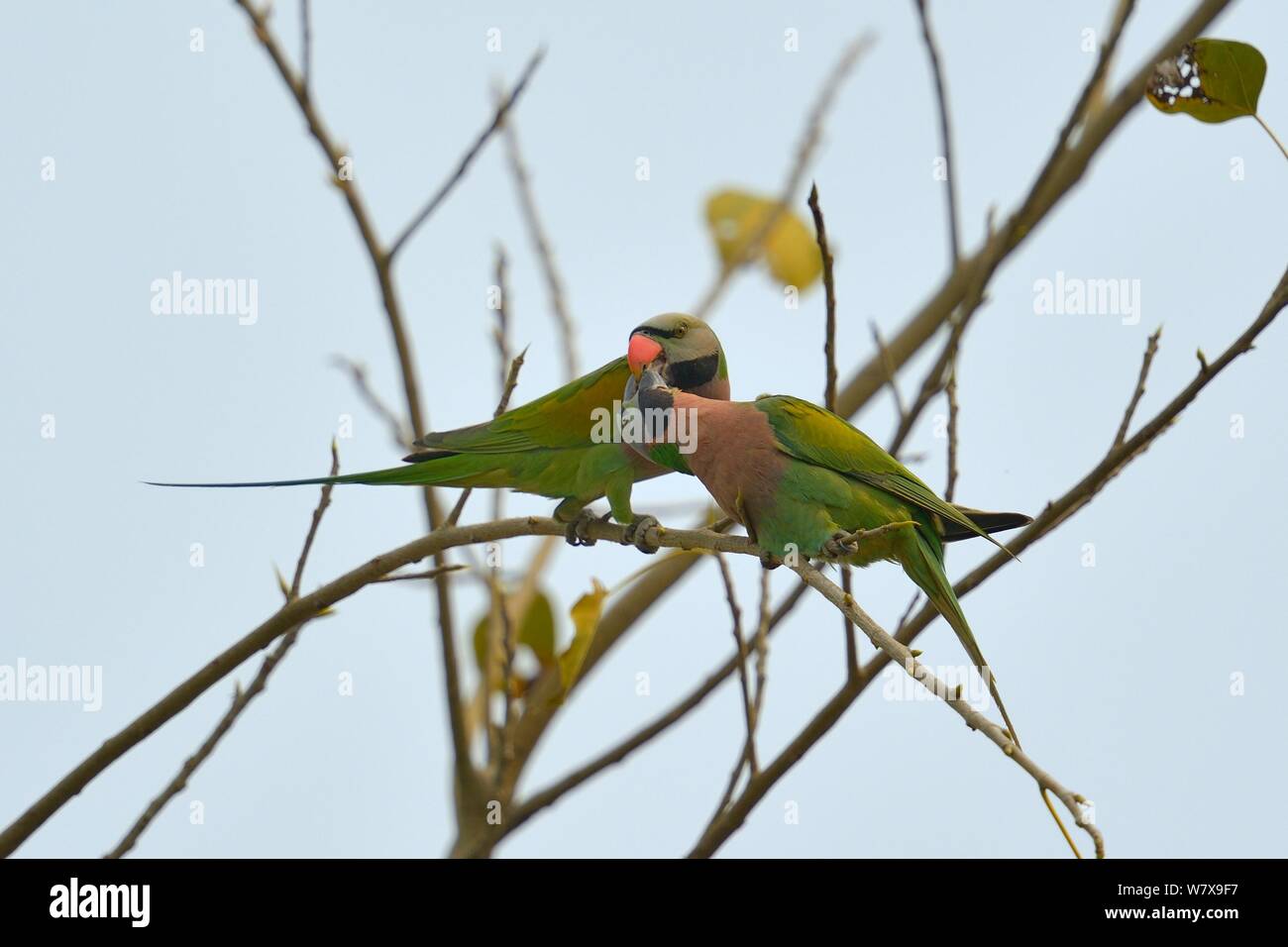 Red-breasted parakeet (Psittacula alexandri) pair. Kaziranga National ...