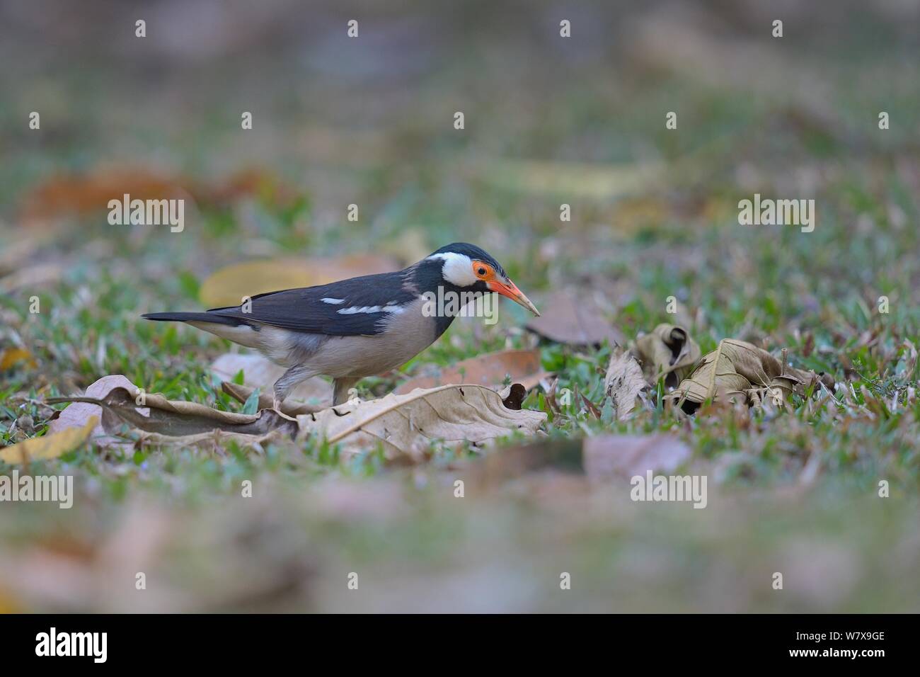 Asian pied starling (Sturnus contra) on the ground. Kaziranga National ...