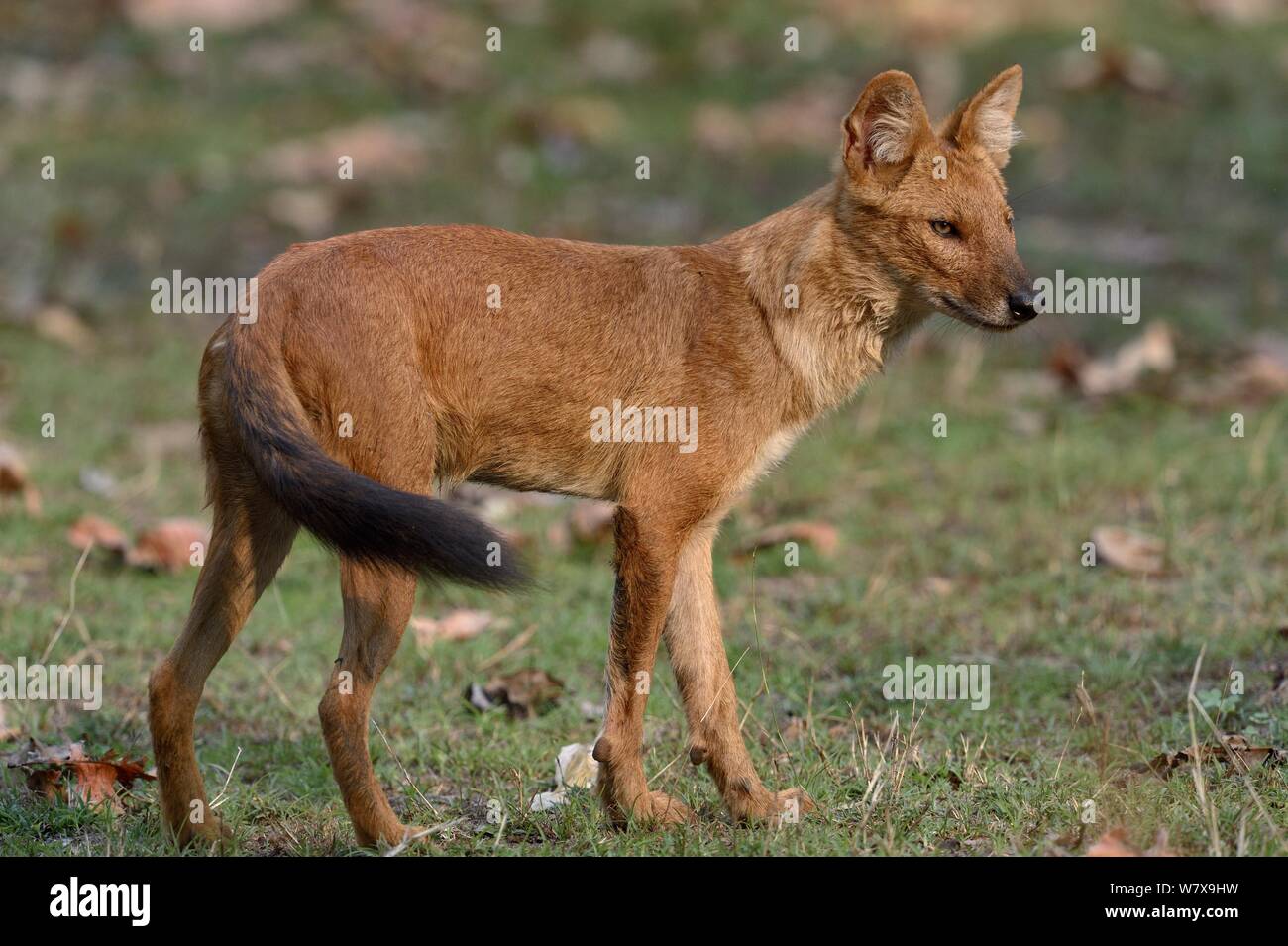 Dhole / Indian wild dog (Cuon alpinus) standing. Pench National Park ...