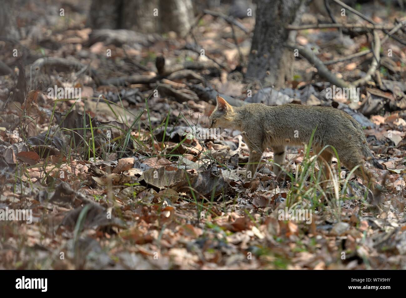 African wildcat (Felis silvestris lybica) hunting. Pench National Park ...