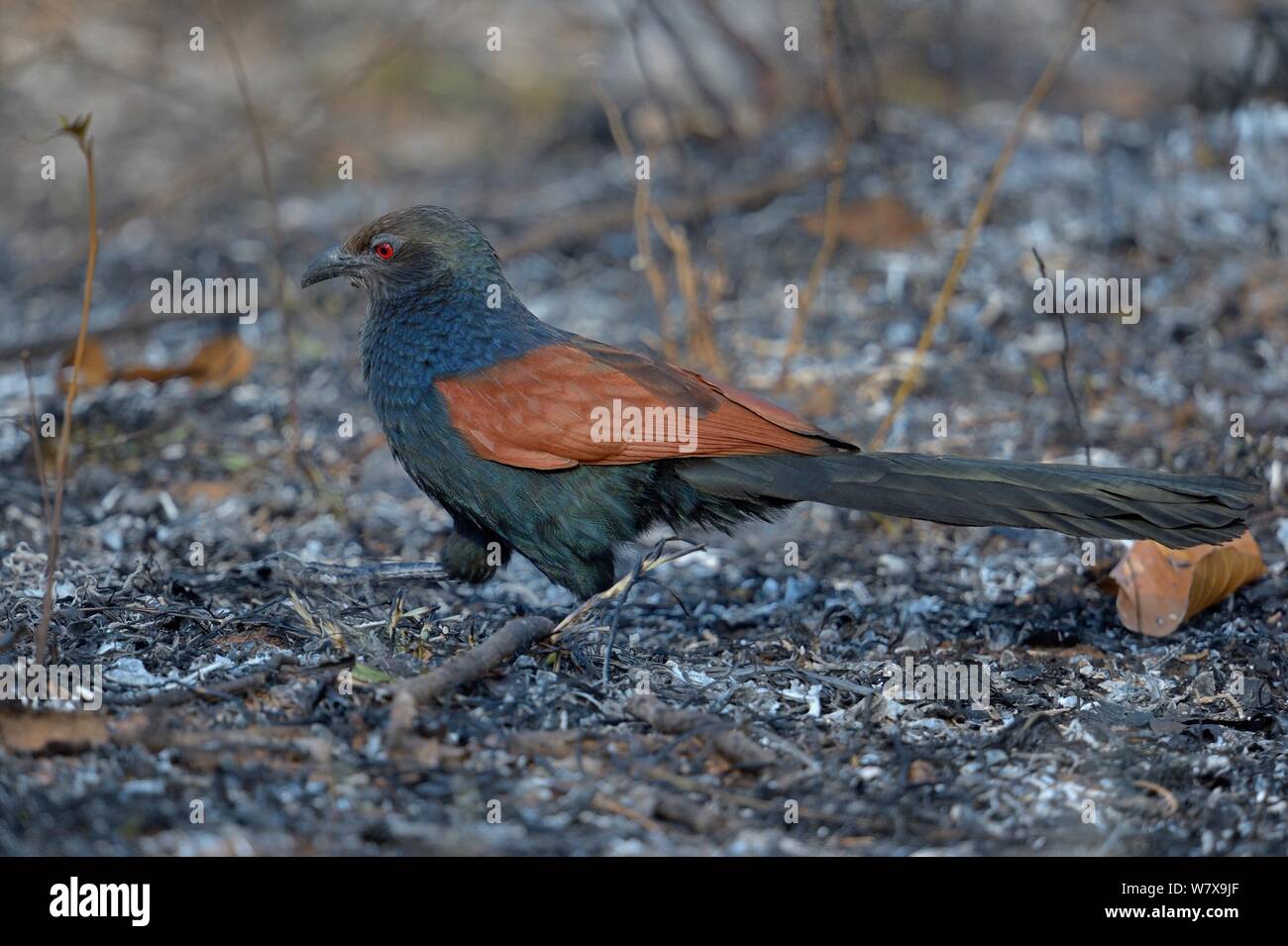 Greater coucal (Centropus sinensis) foraging on burnt ground. Kaziranga ...