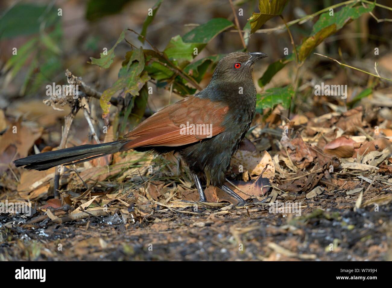 Greater coucal (Centropus sinensis) on burnt ground. Kaziranga National ...