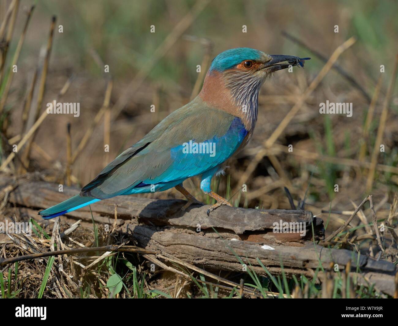 Indian roller (Coracias benghalensis) feeding on insect, Ranthambore ...