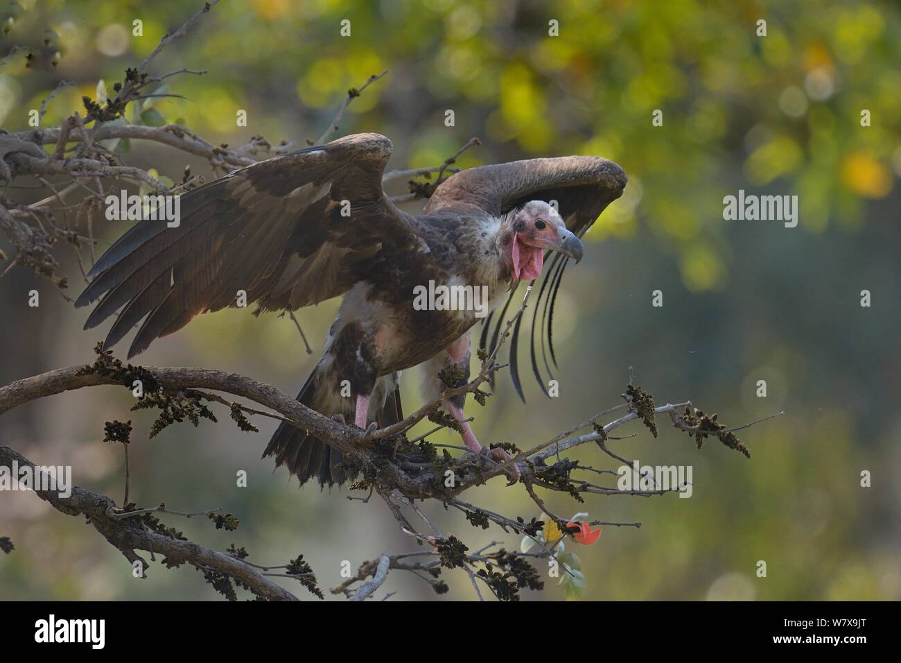 Red-headed vulture (Sarcogyps calvus) on branch. Bandhavgarh National ...