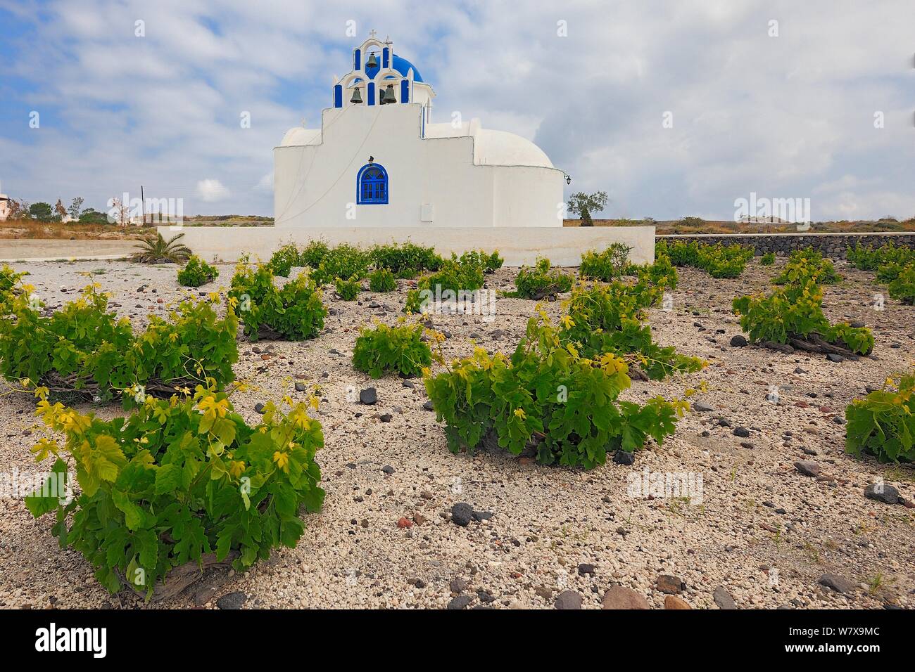 Greece vines hi-res stock photography and images - Alamy