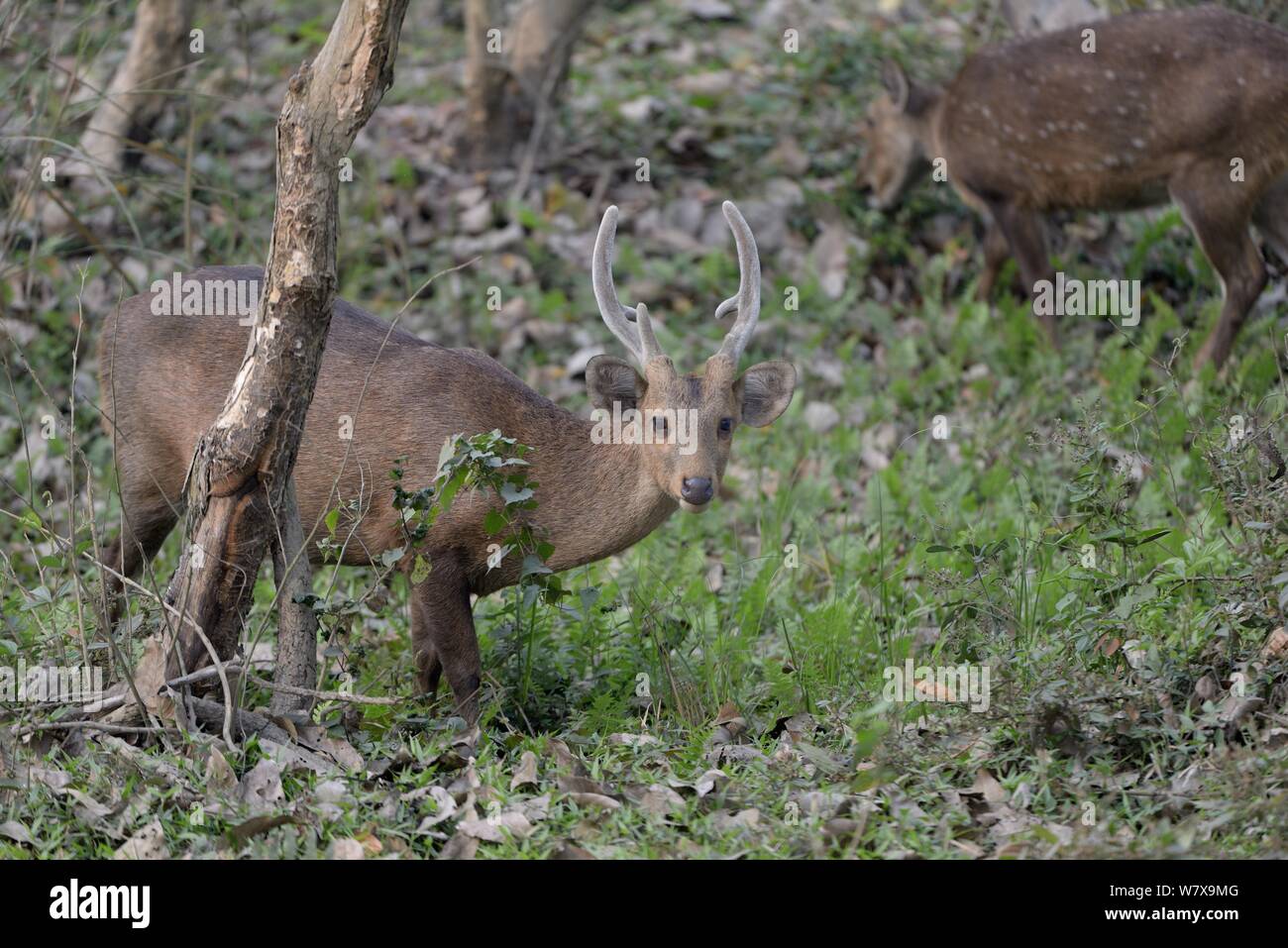 Indian hog deer (Axis porcinus), male. Kaziranga National Park, Assam ...