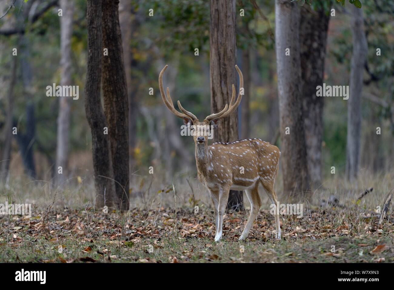 Axis Deer In Alert