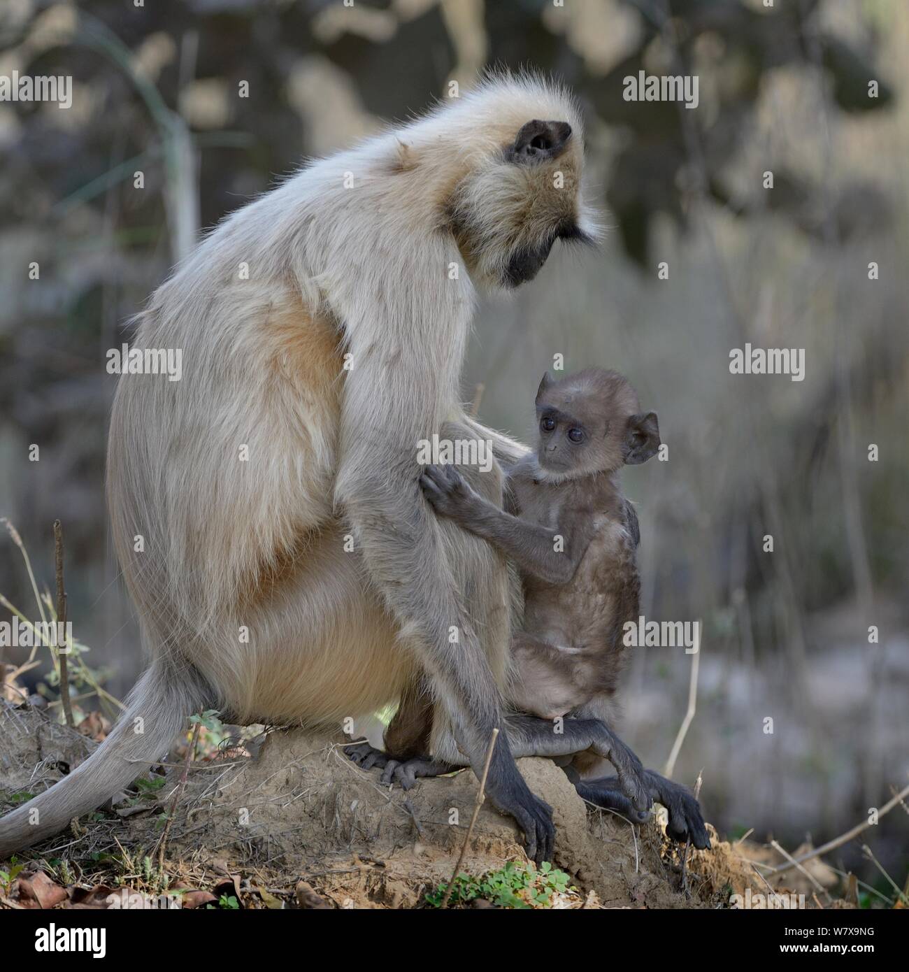 Gray langur (Semnopithecus entellus) mother and baby. Ranthambore ...