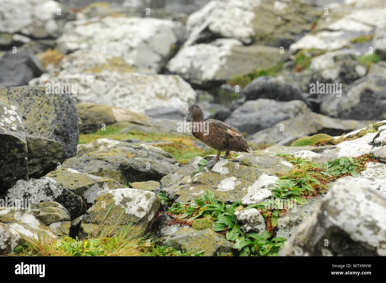 Auckland island flightless duck hi-res stock photography and images - Alamy