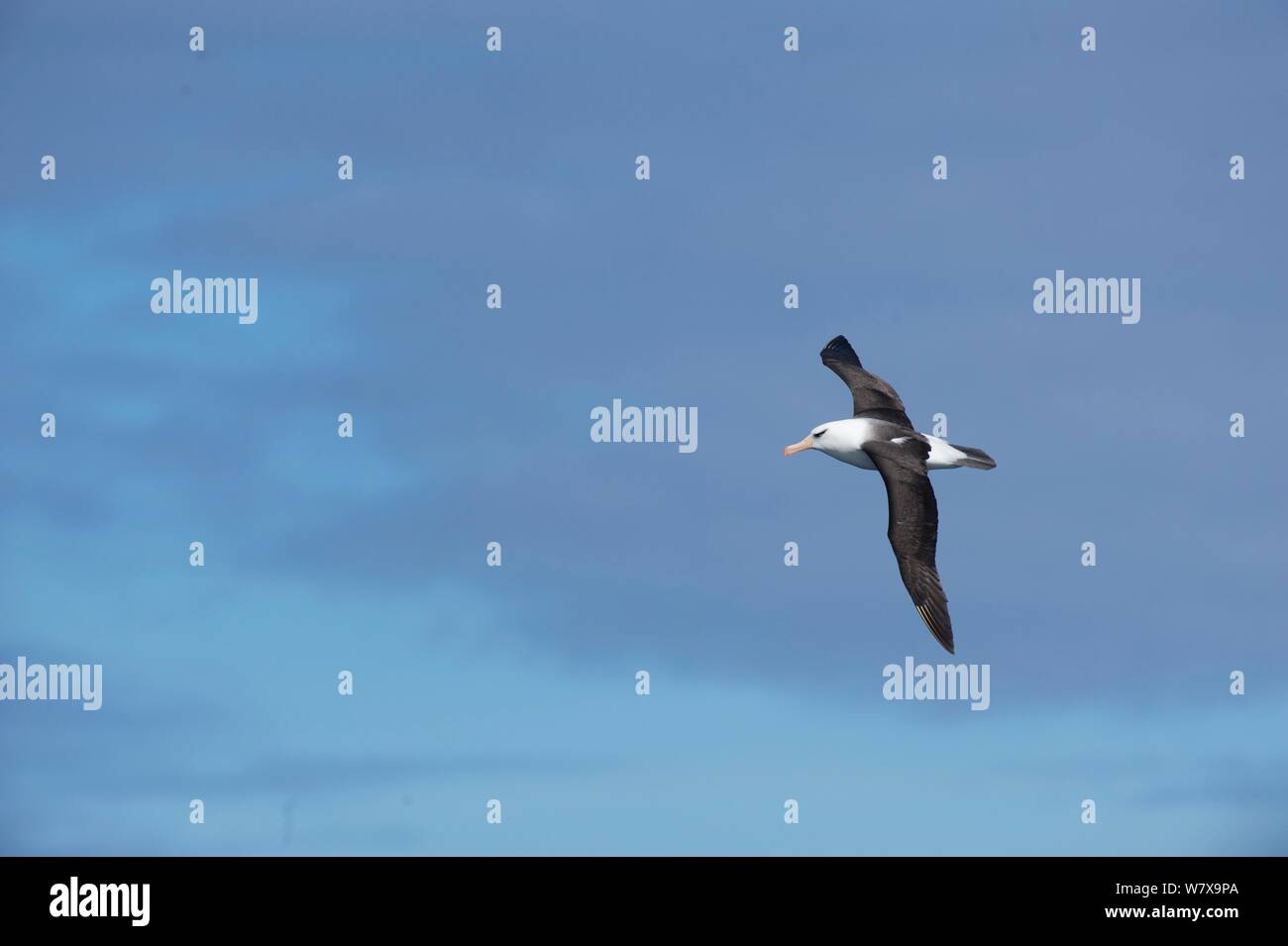Campbell albatross (Thalassarche impavida) in flight between Snares and ...