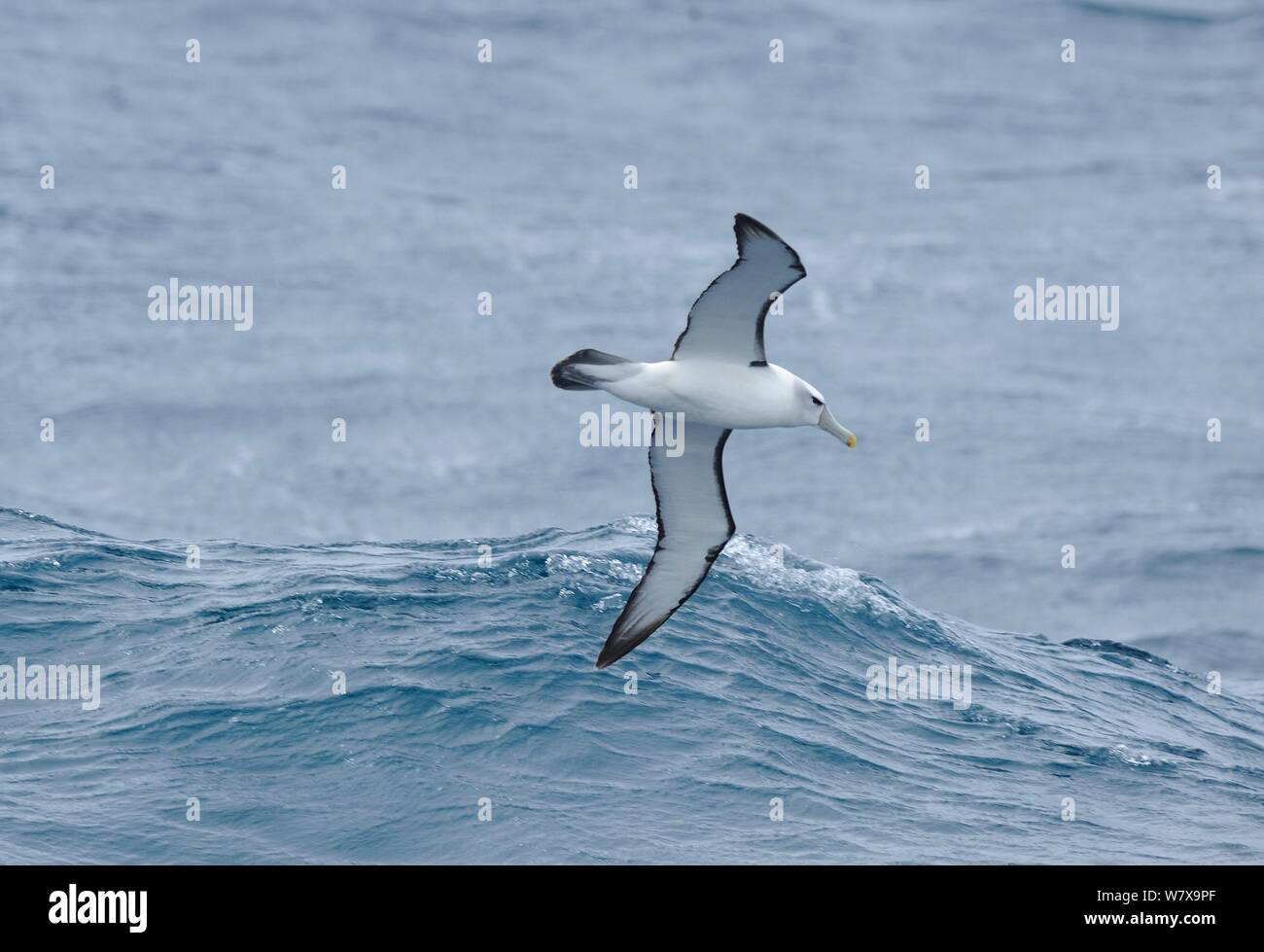 White capped albatross (Thalassarche steadi) in flight at sea. Auckland ...