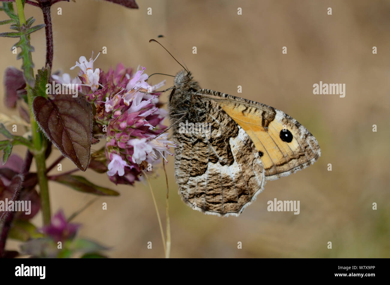 Grayling butterfly (Hipparchia semele) feeding on wild marjoram nectar ...