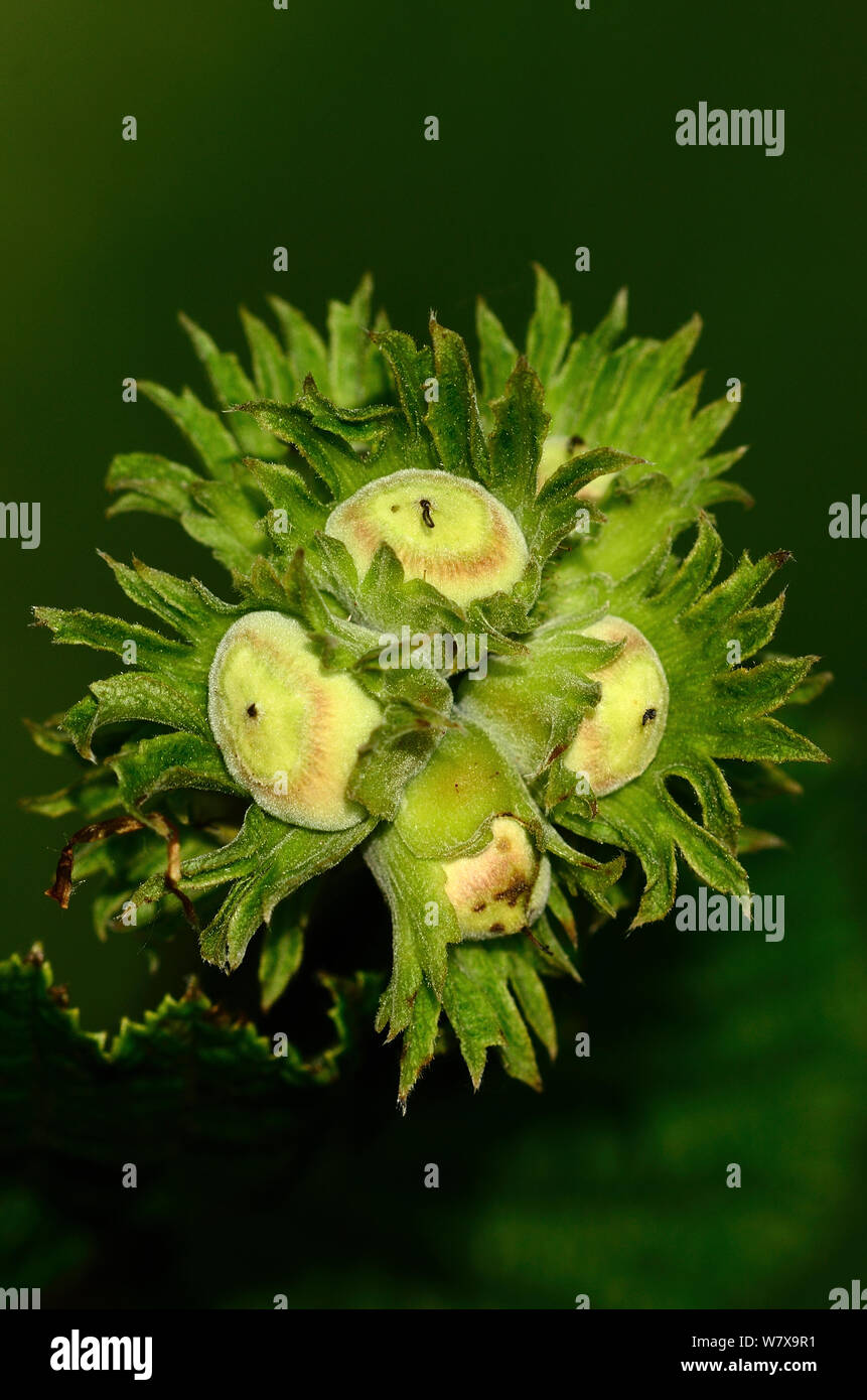 Flowering common hazel tree hi-res stock photography and images - Alamy