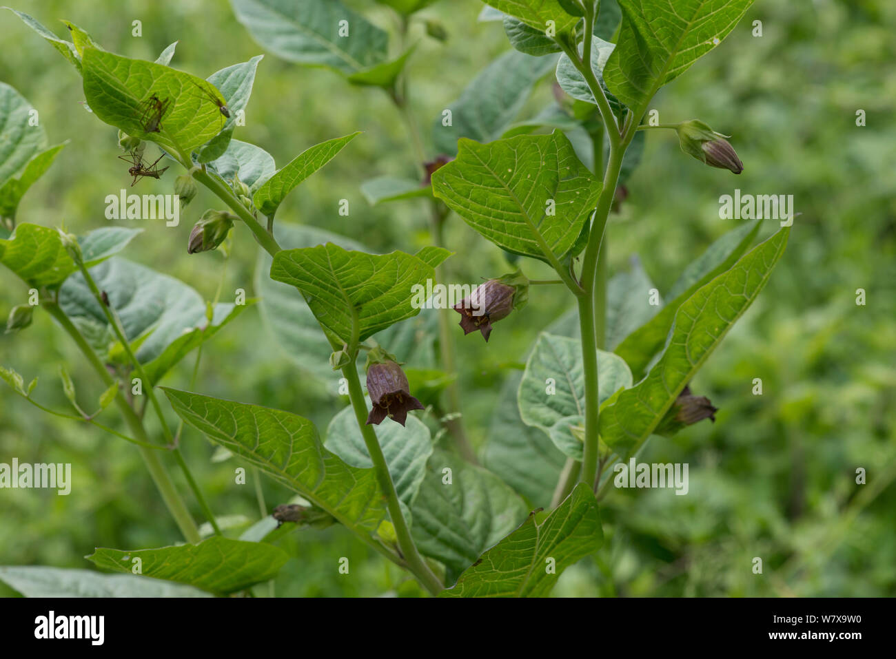 Belladonna Poison High Resolution Stock Photography and Images - Alamy