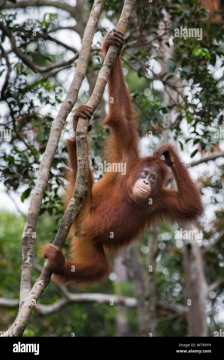 Ape scratching head hi-res stock photography and images - Alamy