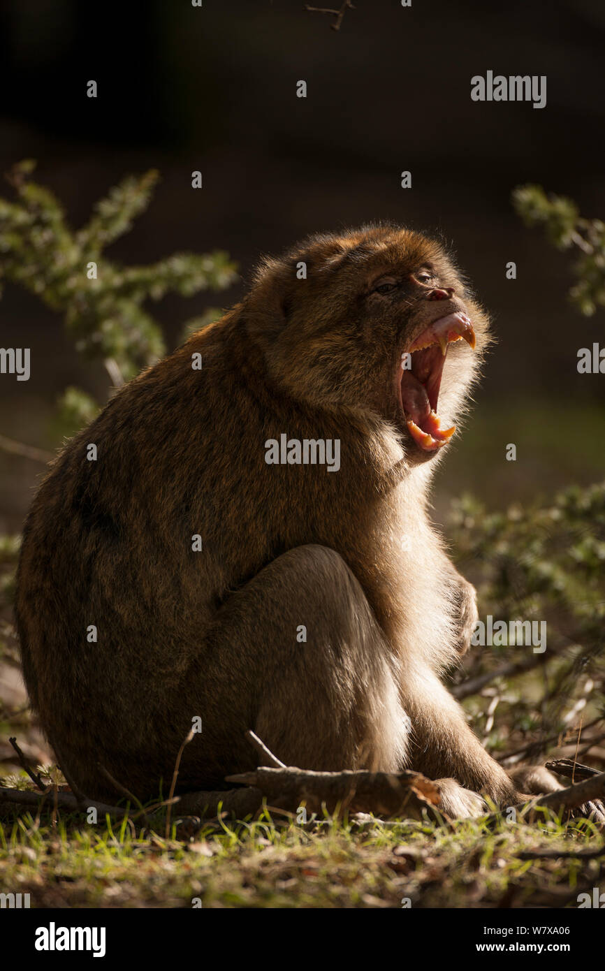 Cedar forests middle atlas hi-res stock photography and images - Alamy