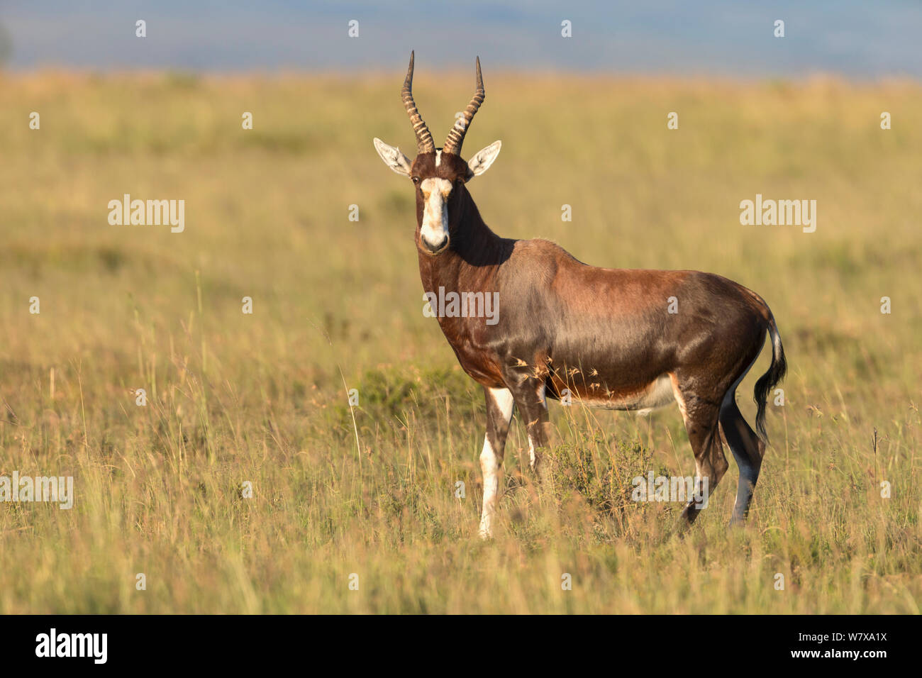 Blesbok (Damaliscus dorcas phillips) standing in savanna habitat ...