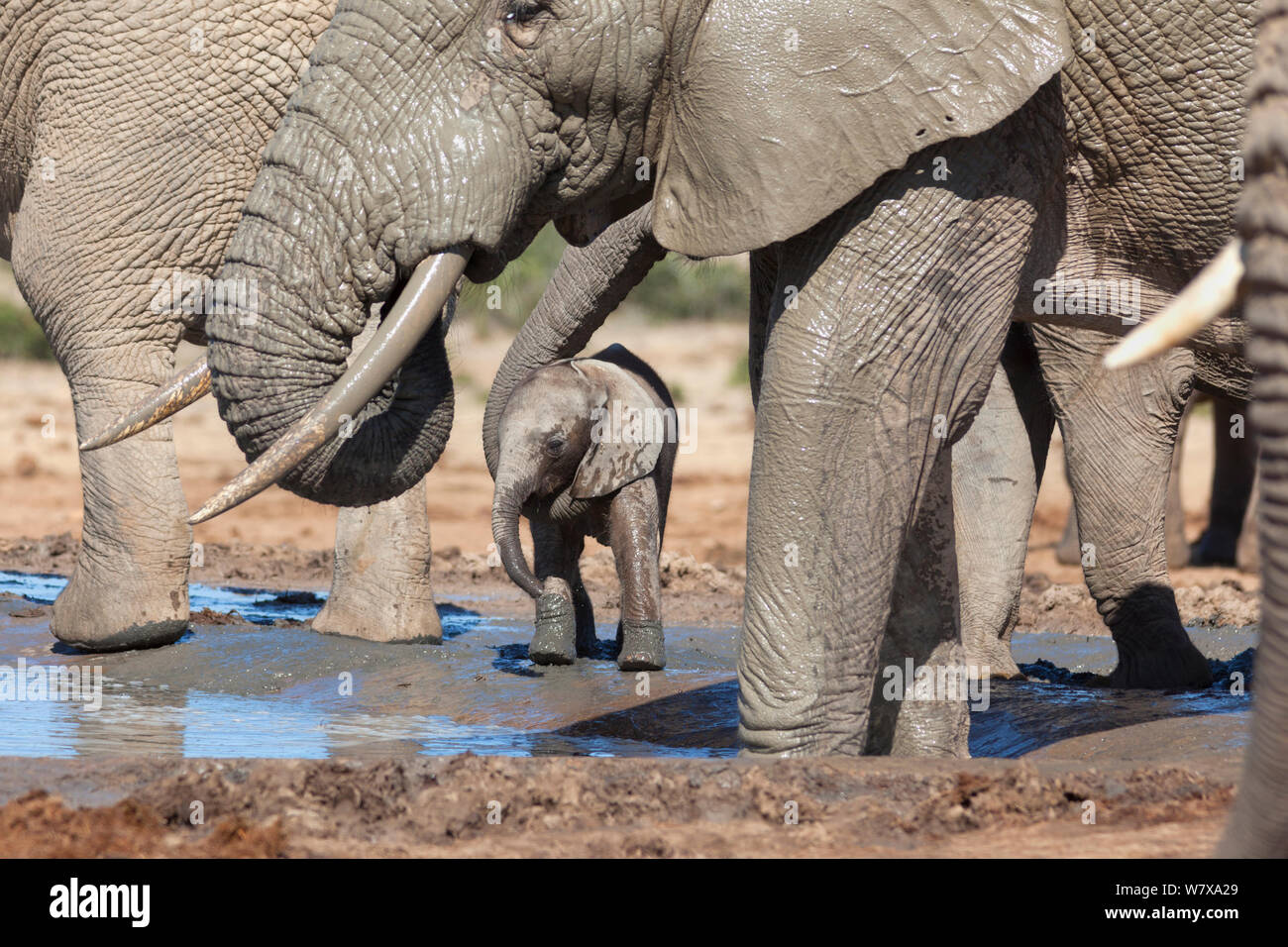 Hapoor hi-res stock photography and images - Alamy