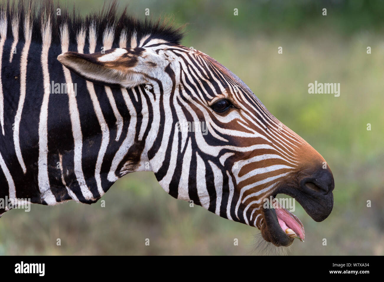 Odd profile hi-res stock photography and images - Alamy