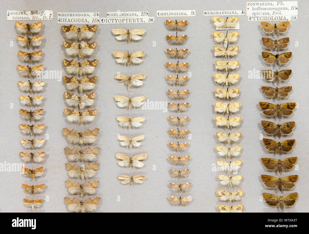 British micro moth (microlepidoptera) museum specimens, Tyne and Wear ...
