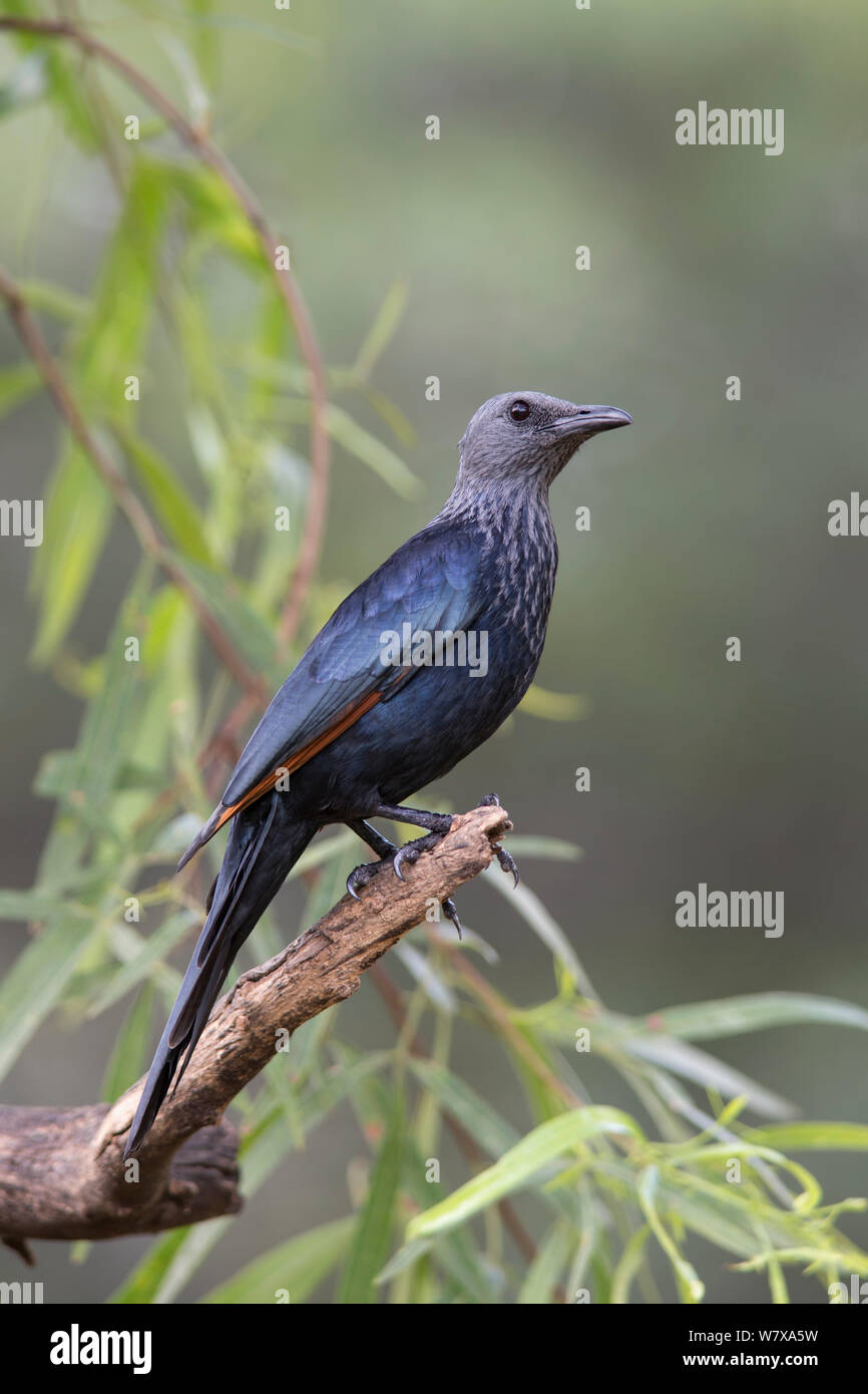 Redwing Starling High Resolution Stock Photography and Images - Alamy